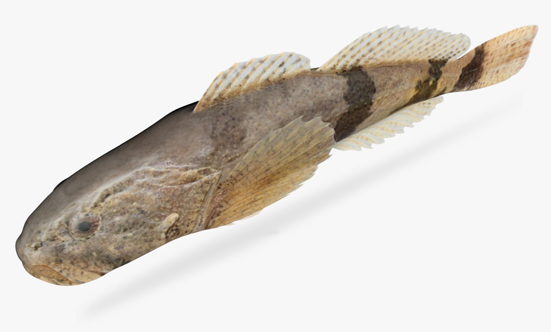 Cottus Carolinae Banded Sculpin Model - TurboSquid 1306442
