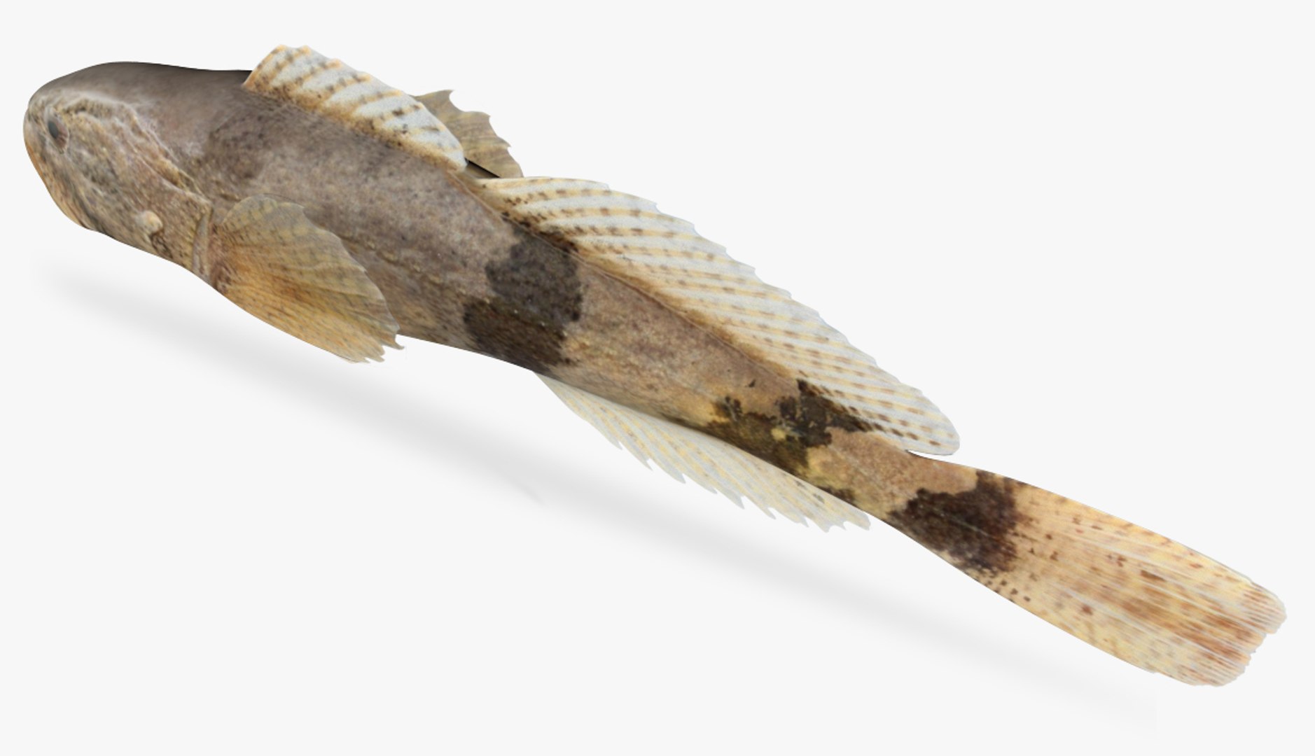 Cottus Carolinae Banded Sculpin Model - TurboSquid 1306442