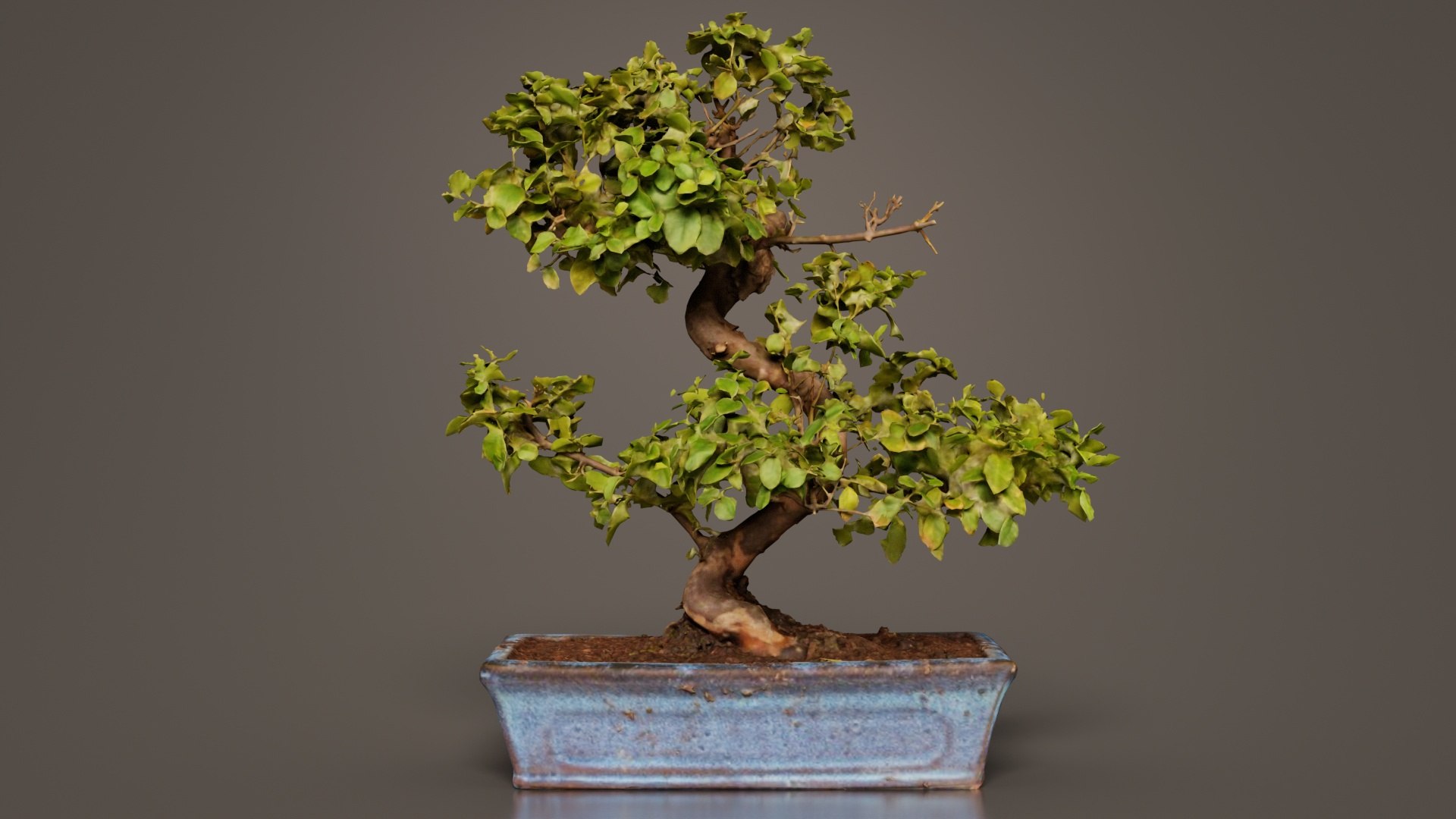 Carmona Bonsai Tree Carmonas Carmona Microphylla Remastered 3D ...