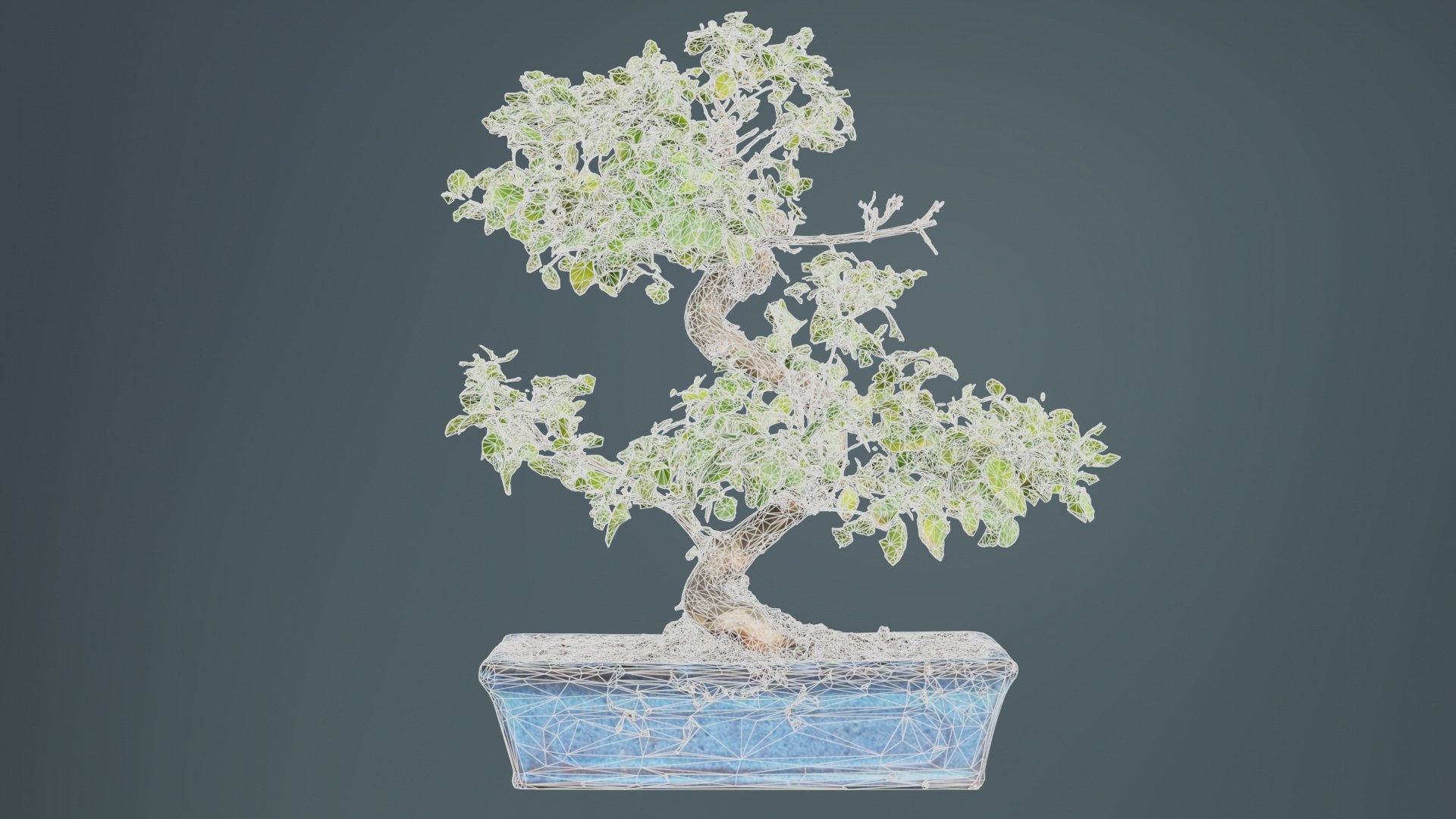 Carmona Bonsai Tree Carmonas Carmona Microphylla Remastered 3D ...