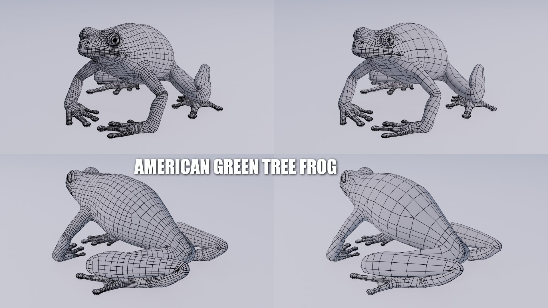 3D American Green Tree Frog - Rigged model - TurboSquid 2031777