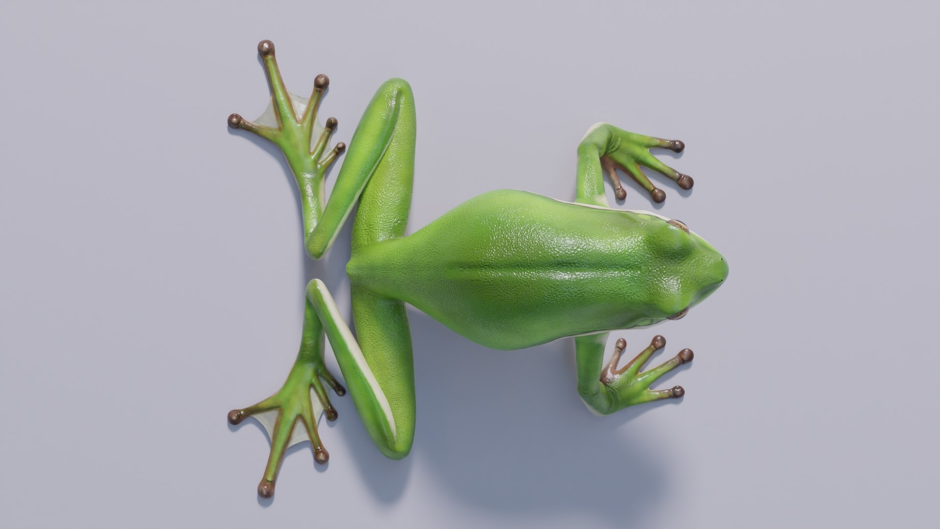 3D American Green Tree Frog - Rigged Model - TurboSquid 2031777