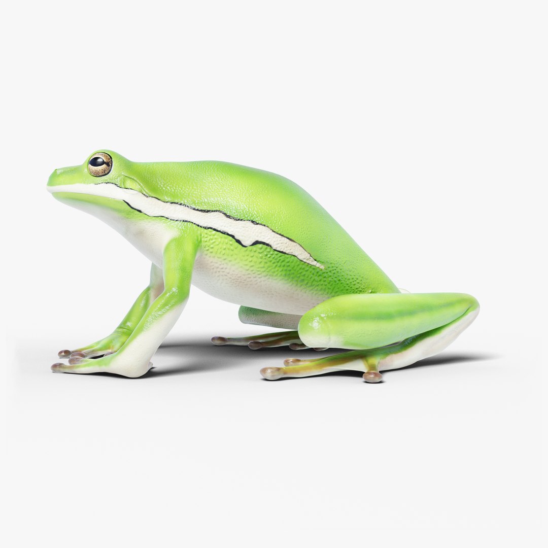 3D American Green Tree Frog - Rigged model - TurboSquid 2031777