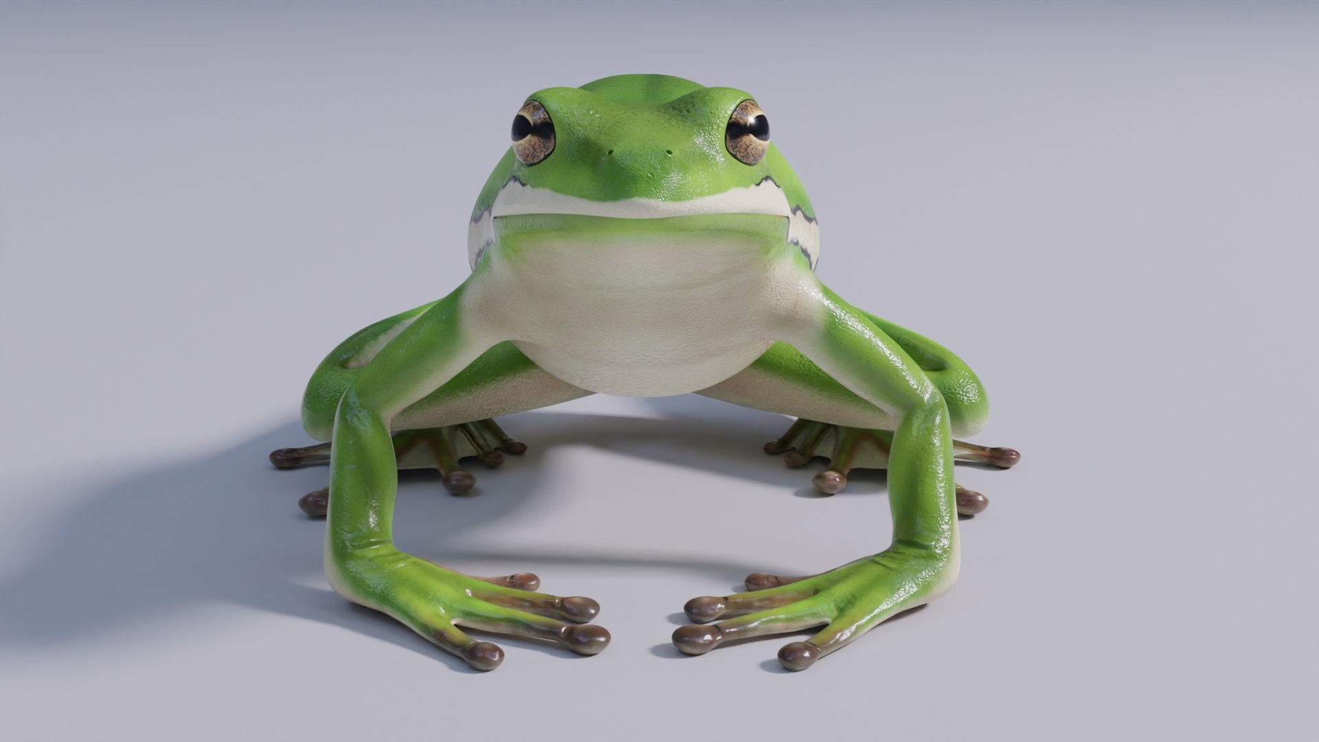 3D American Green Tree Frog - Rigged Model - TurboSquid 2031777