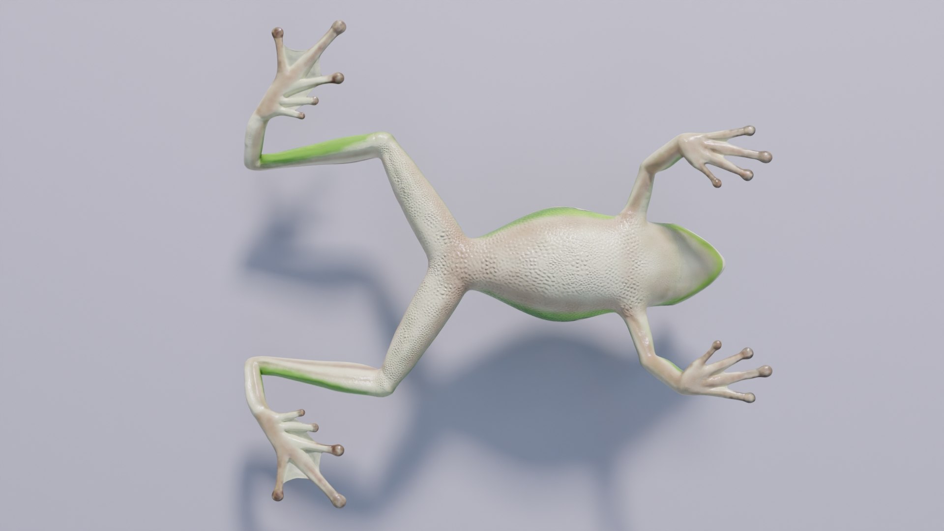 3D American Green Tree Frog - Rigged Model - TurboSquid 2031777