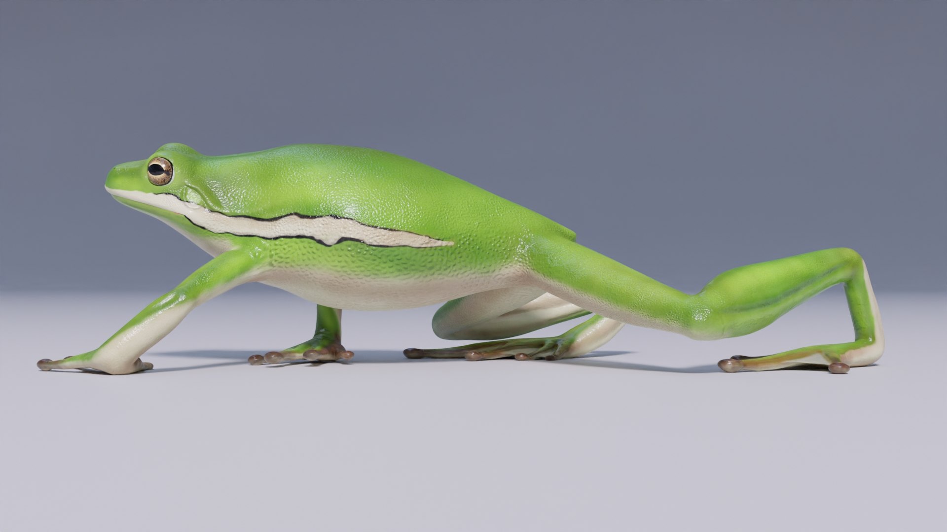 3D American Green Tree Frog - Rigged Model - TurboSquid 2031777