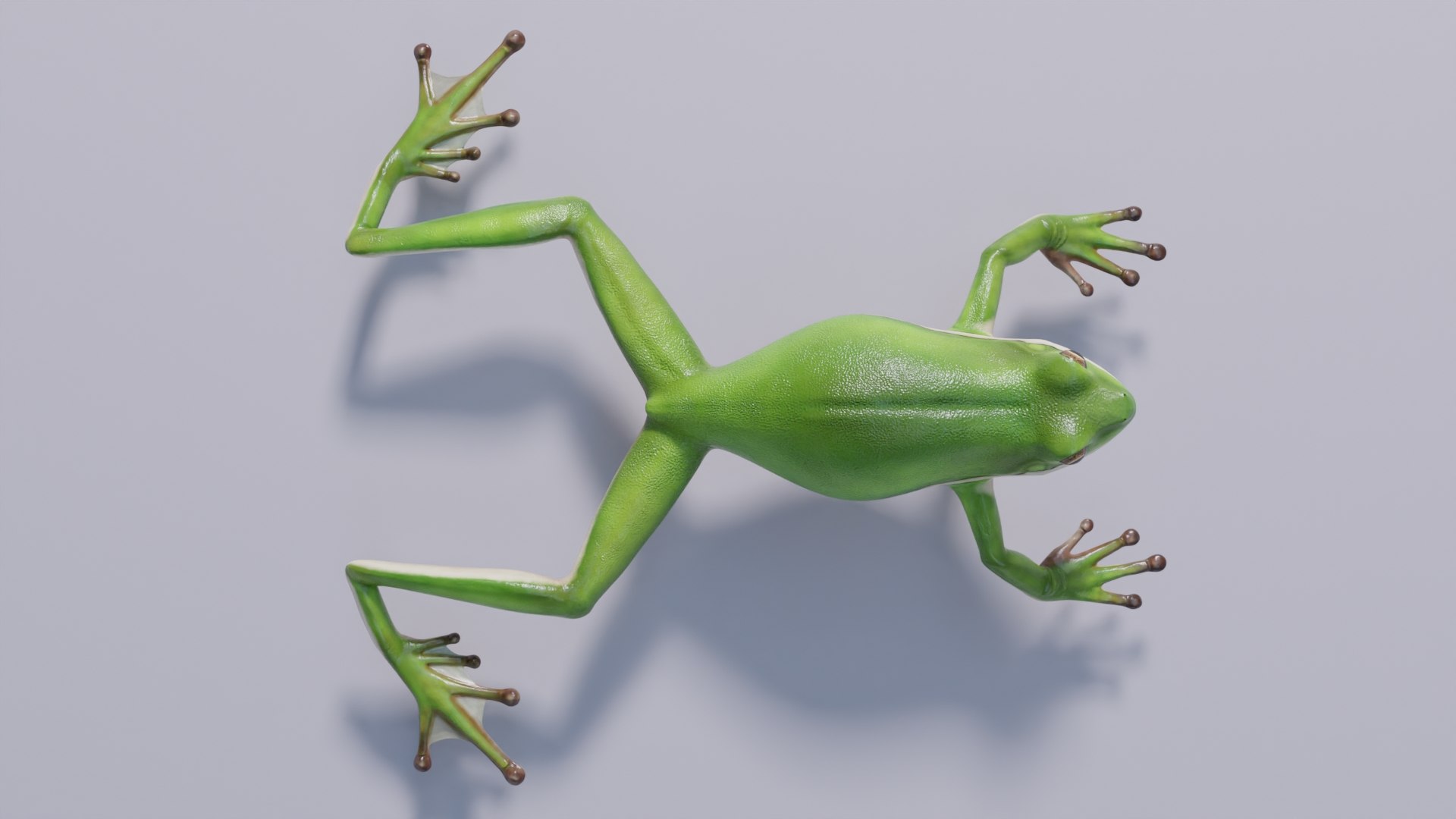 3D American Green Tree Frog - Rigged Model - TurboSquid 2031777