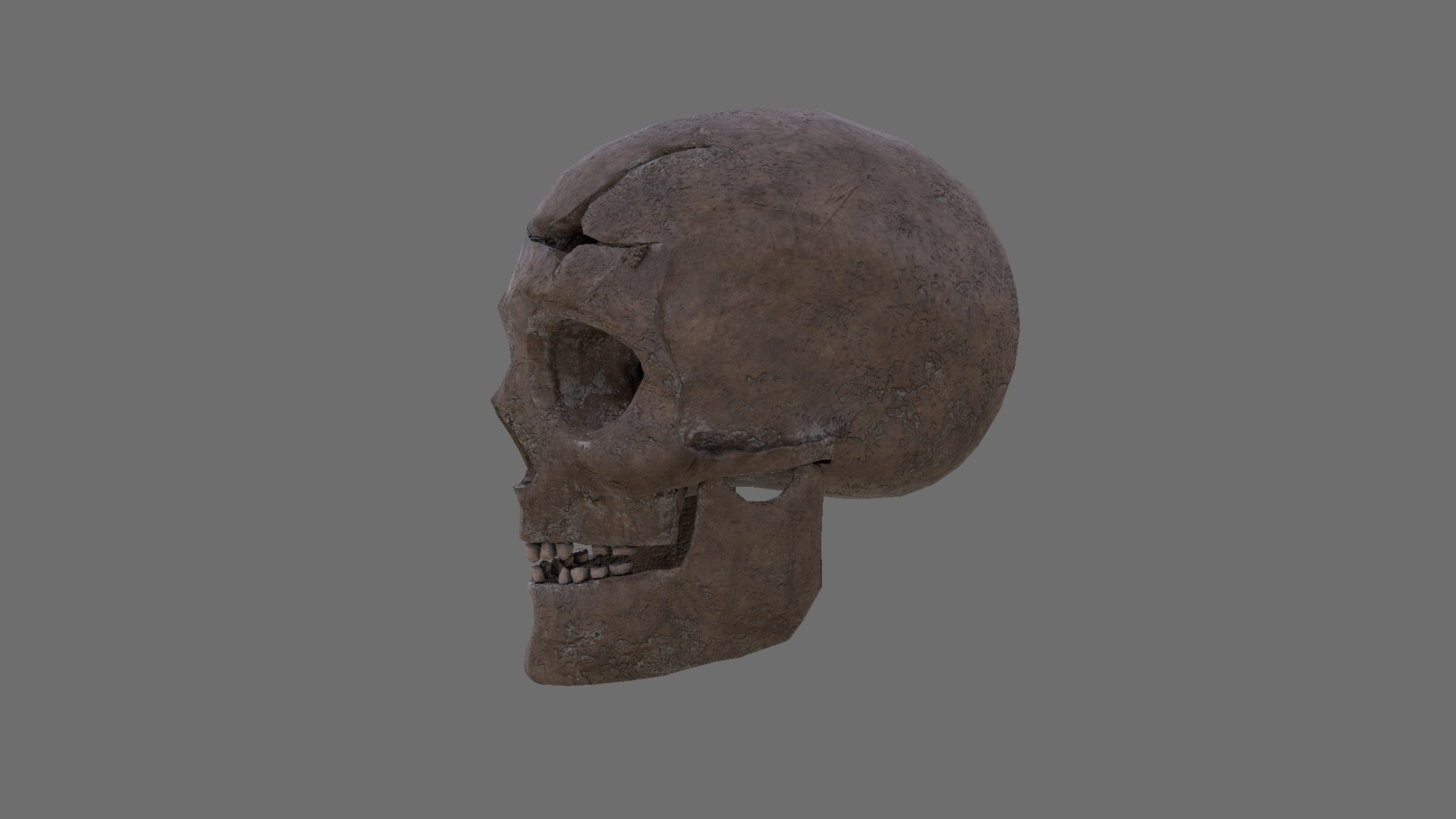 3D Skull - TurboSquid 1538194