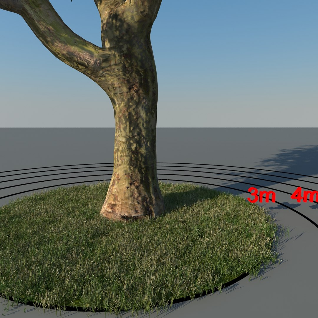 Max Platanus Tree Bark