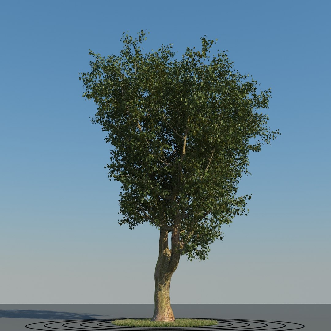 Max Platanus Tree Bark