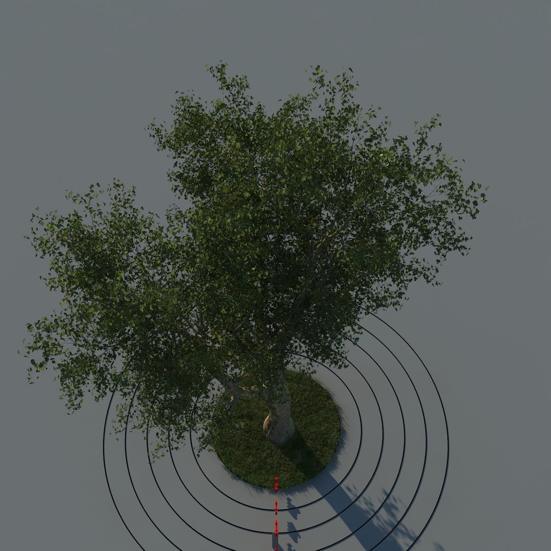 Max Platanus Tree Bark