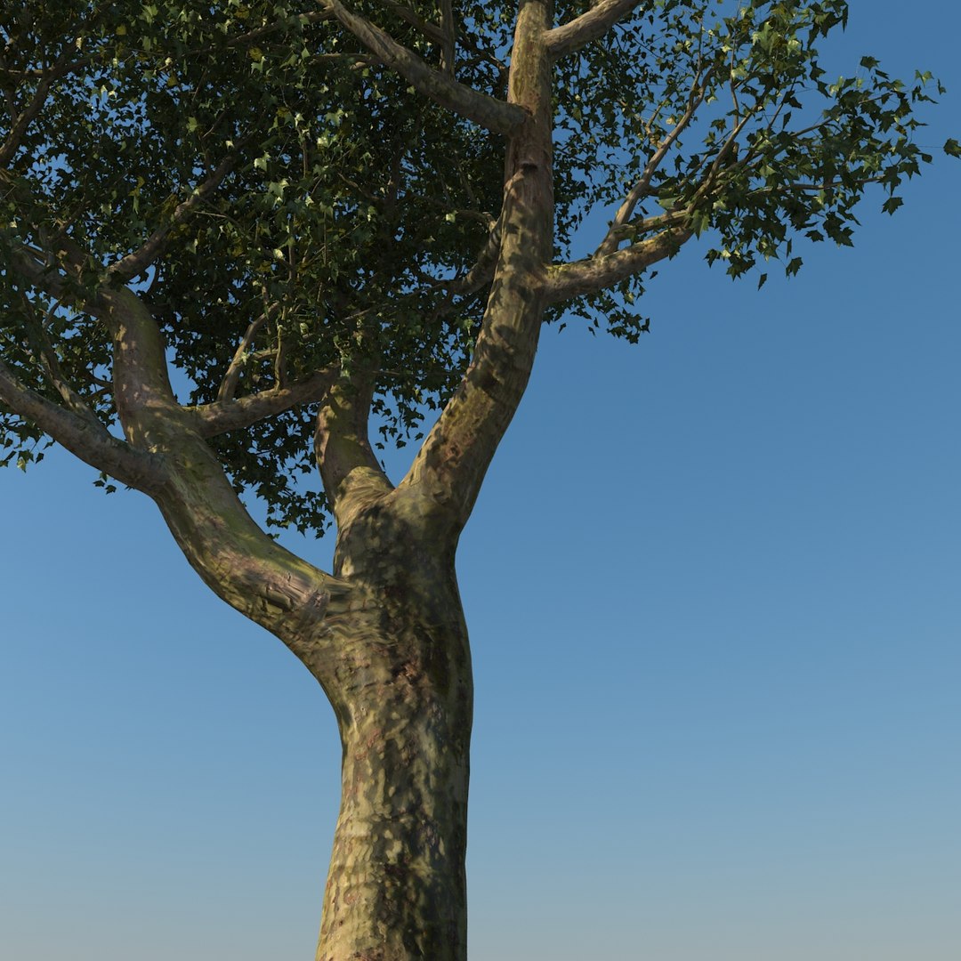 Max Platanus Tree Bark