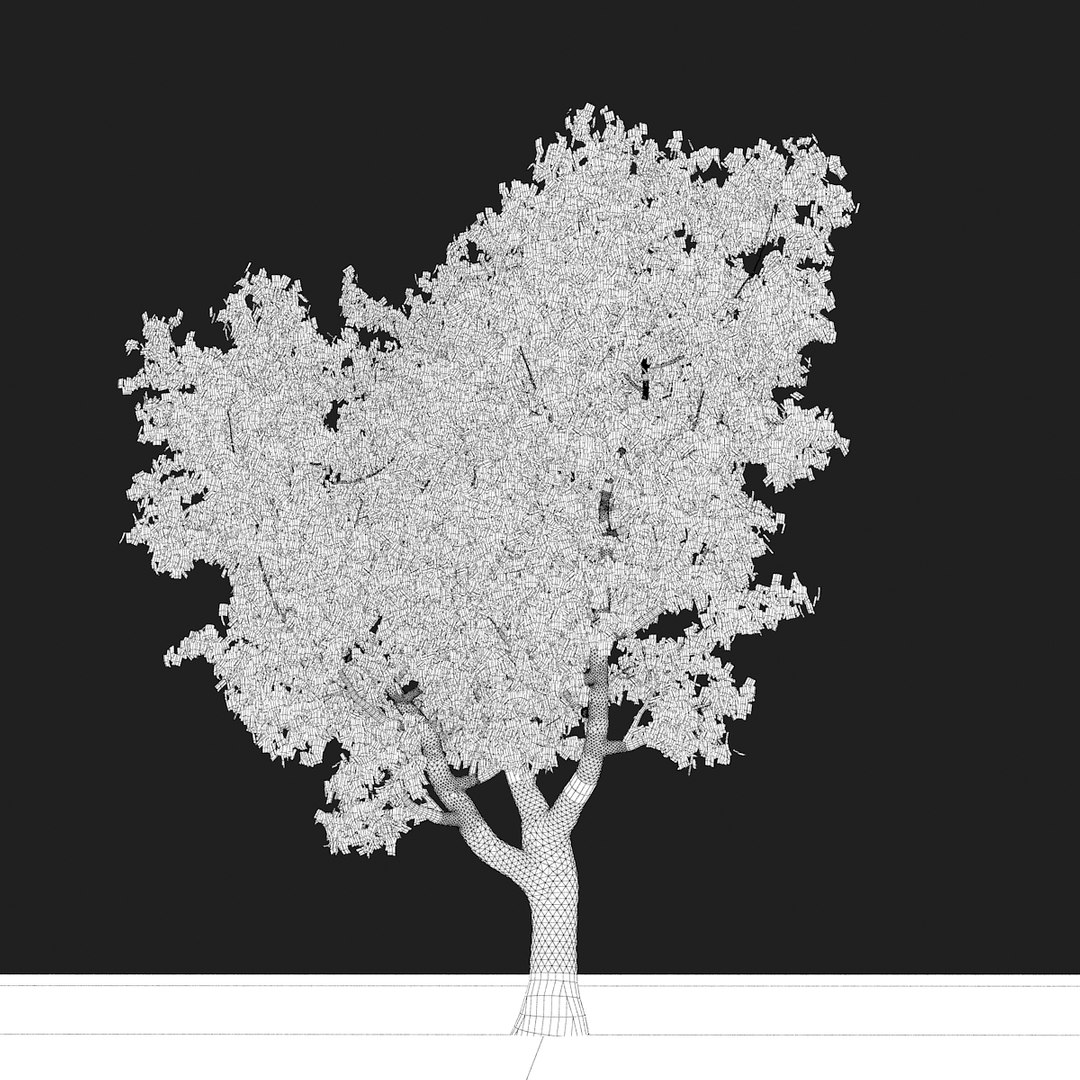 Max Platanus Tree Bark