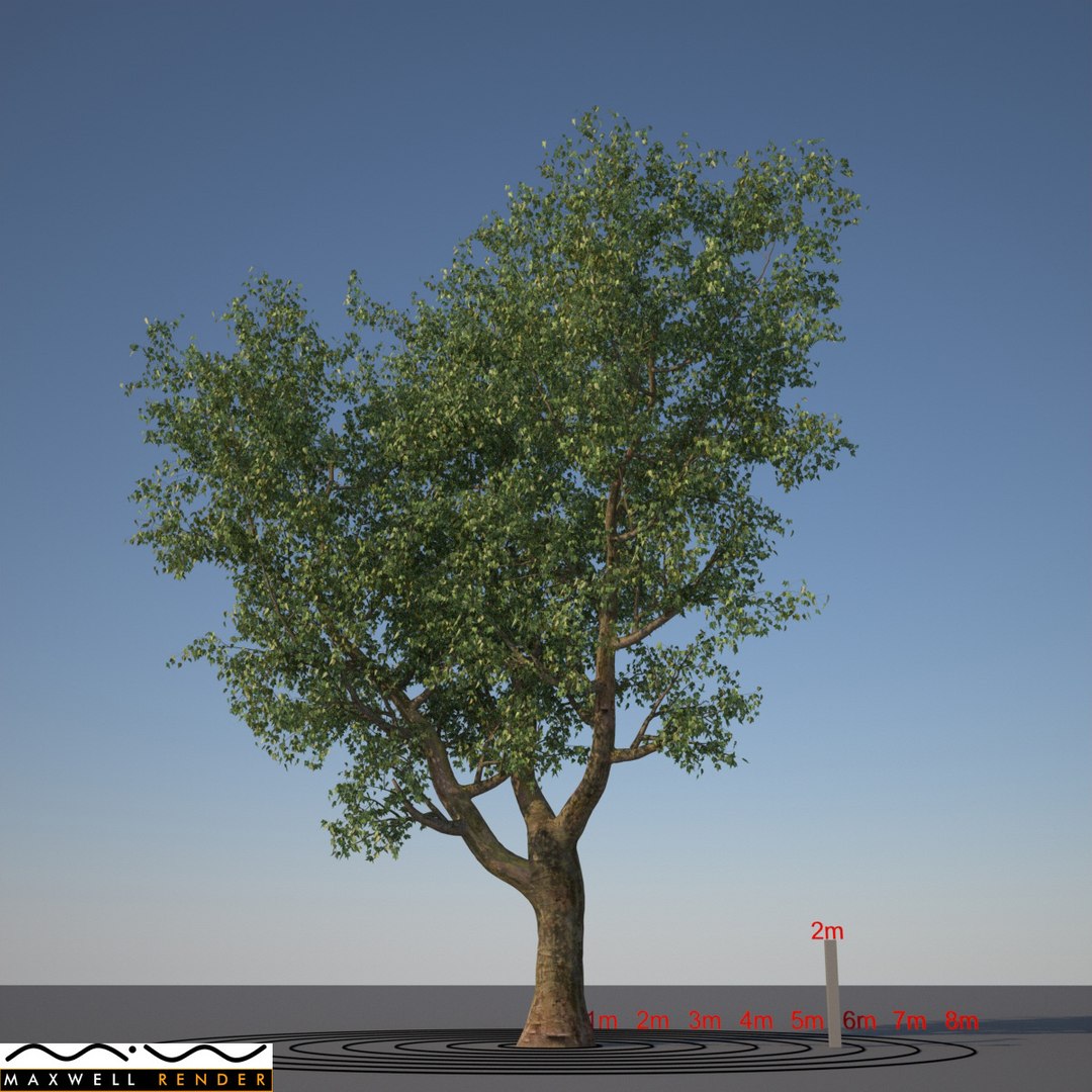 Max Platanus Tree Bark