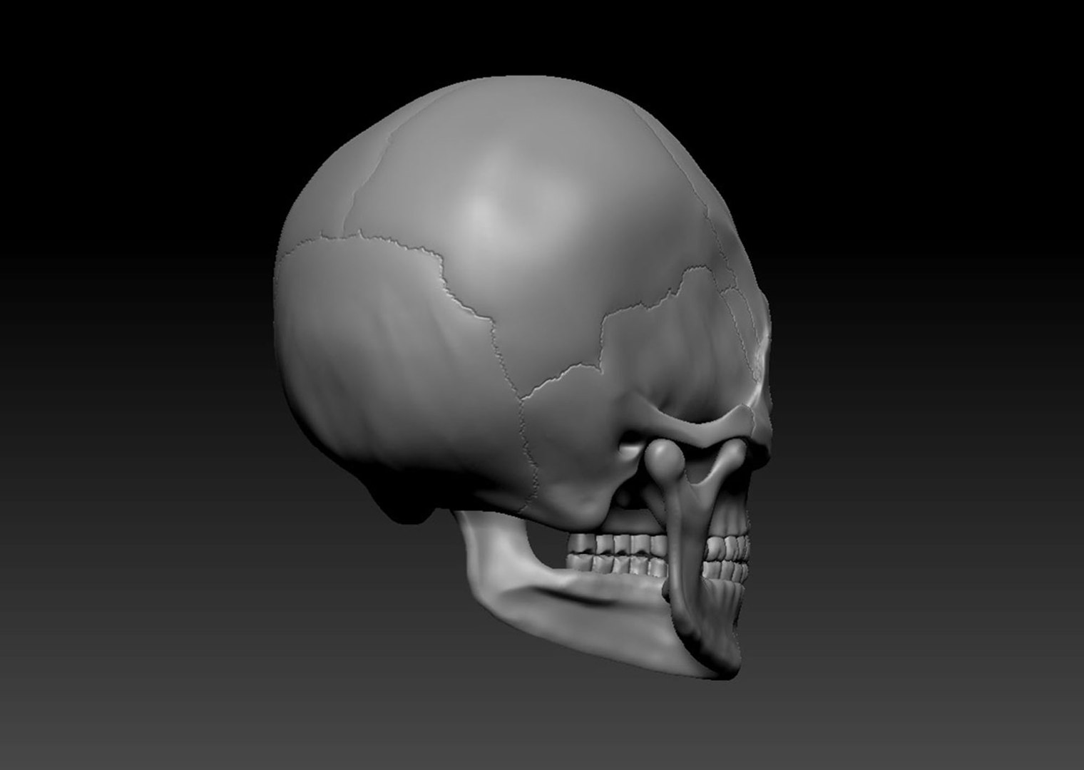 3D Human Male Skull Model - TurboSquid 1765059