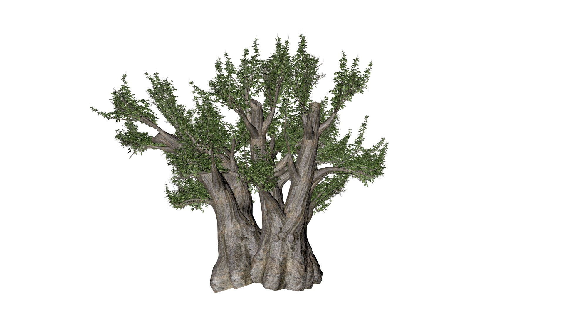 3D African Baobab Tree - 08 - - TurboSquid 2374243