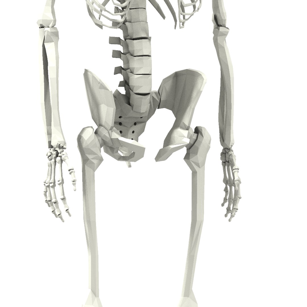 maya squeleton bones