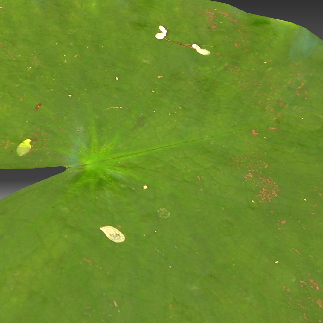Water Lily Leaf Obj