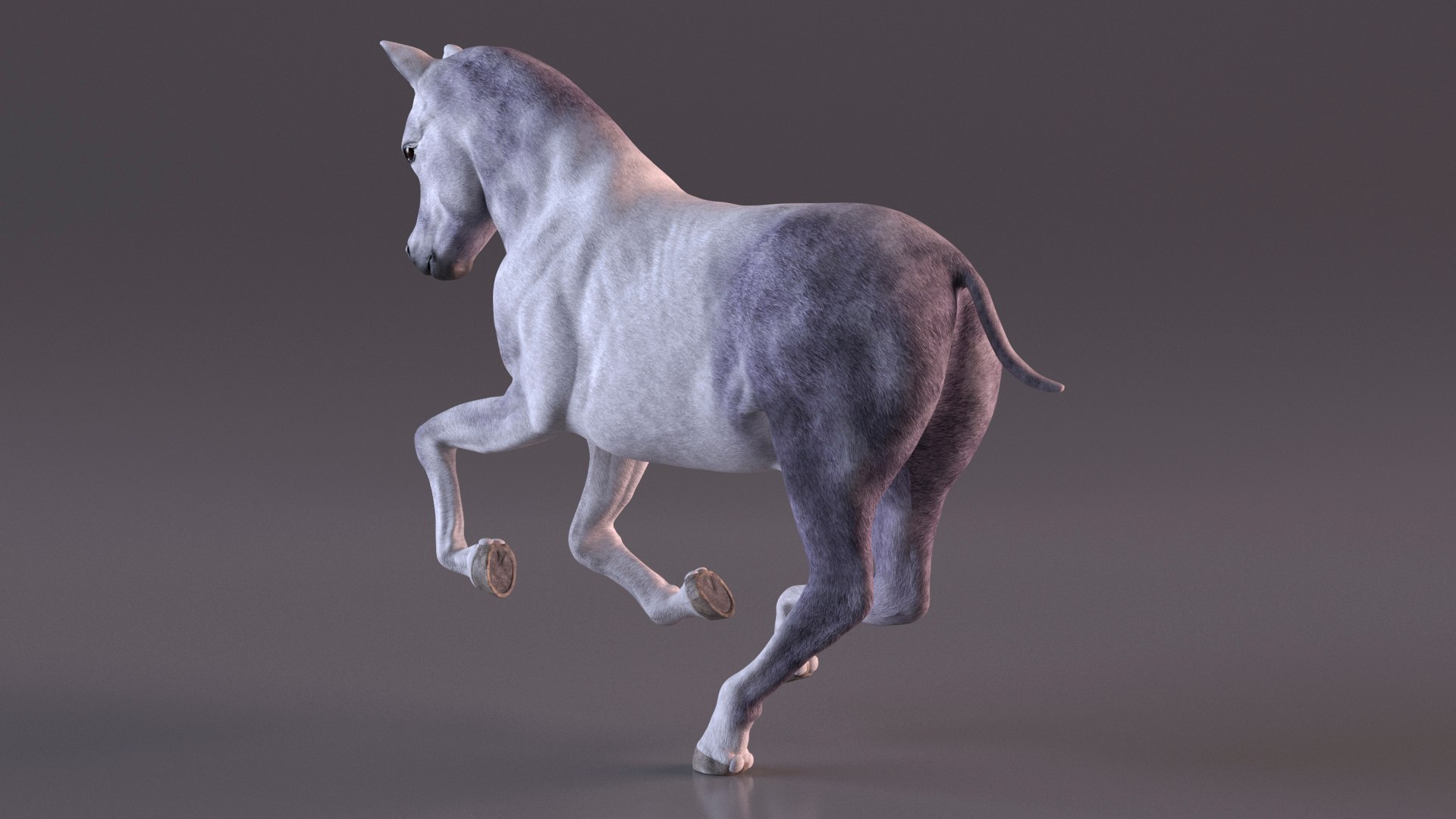 Running Shetland Pony White 3D - TurboSquid 2240392