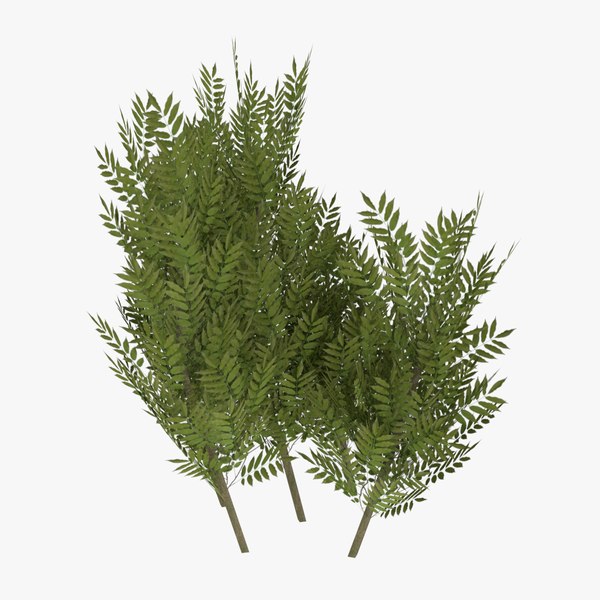 3d ready bush