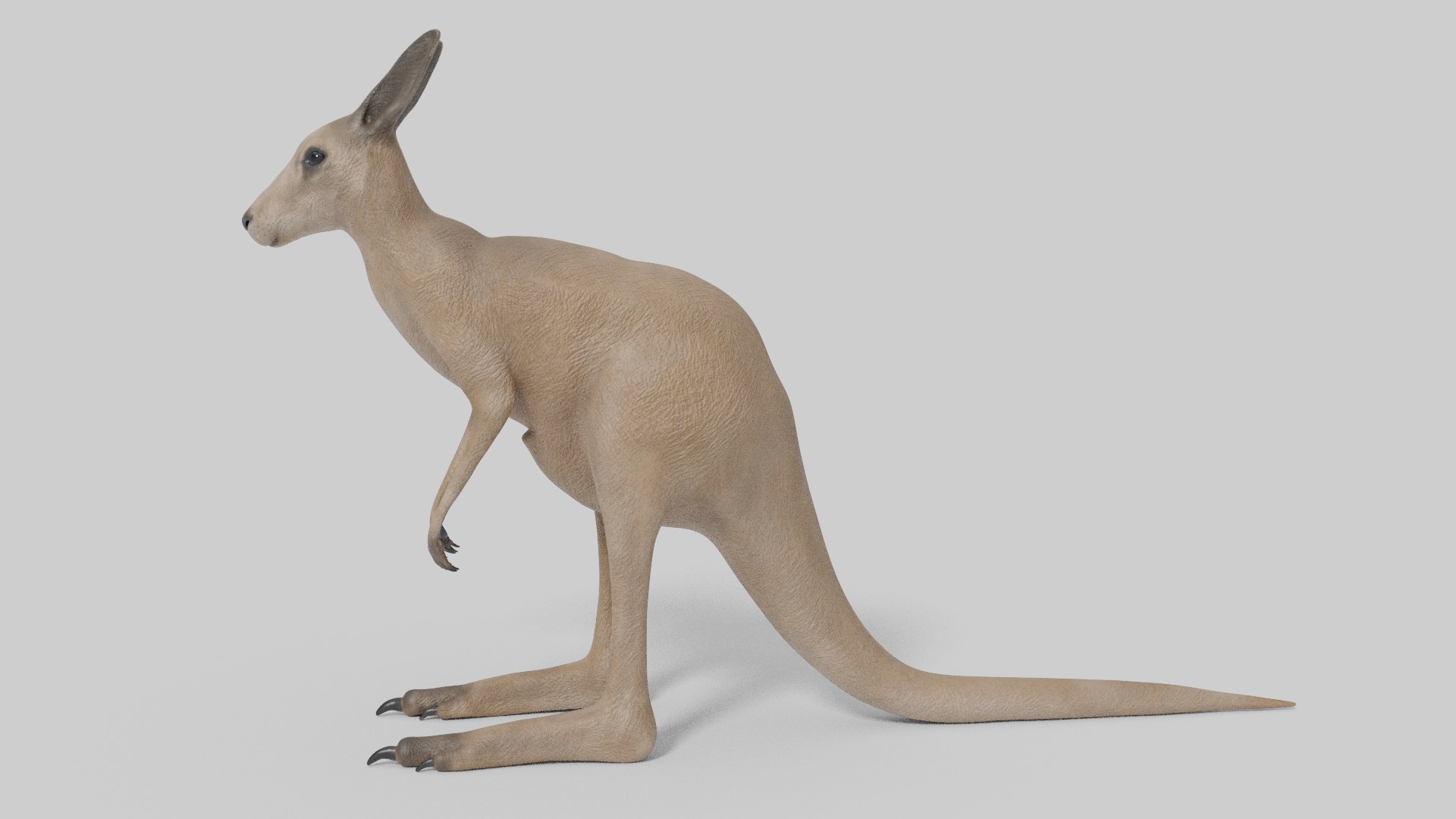 3D Kangaroo Model 3D Model - TurboSquid 1906198