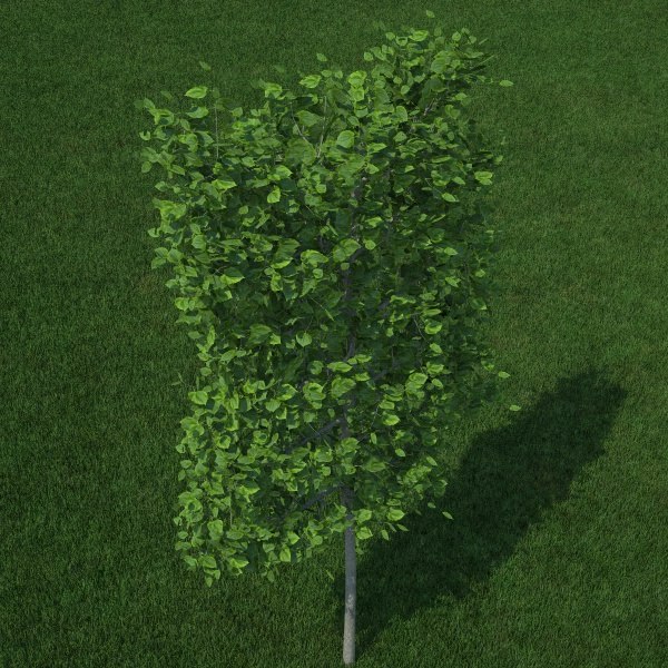 3d common lime tree model