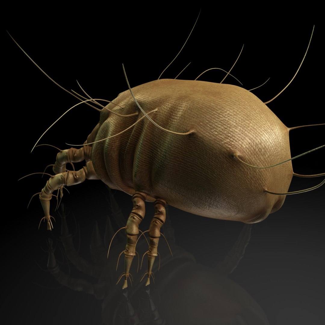 Mites insects 3D model - TurboSquid 1319722