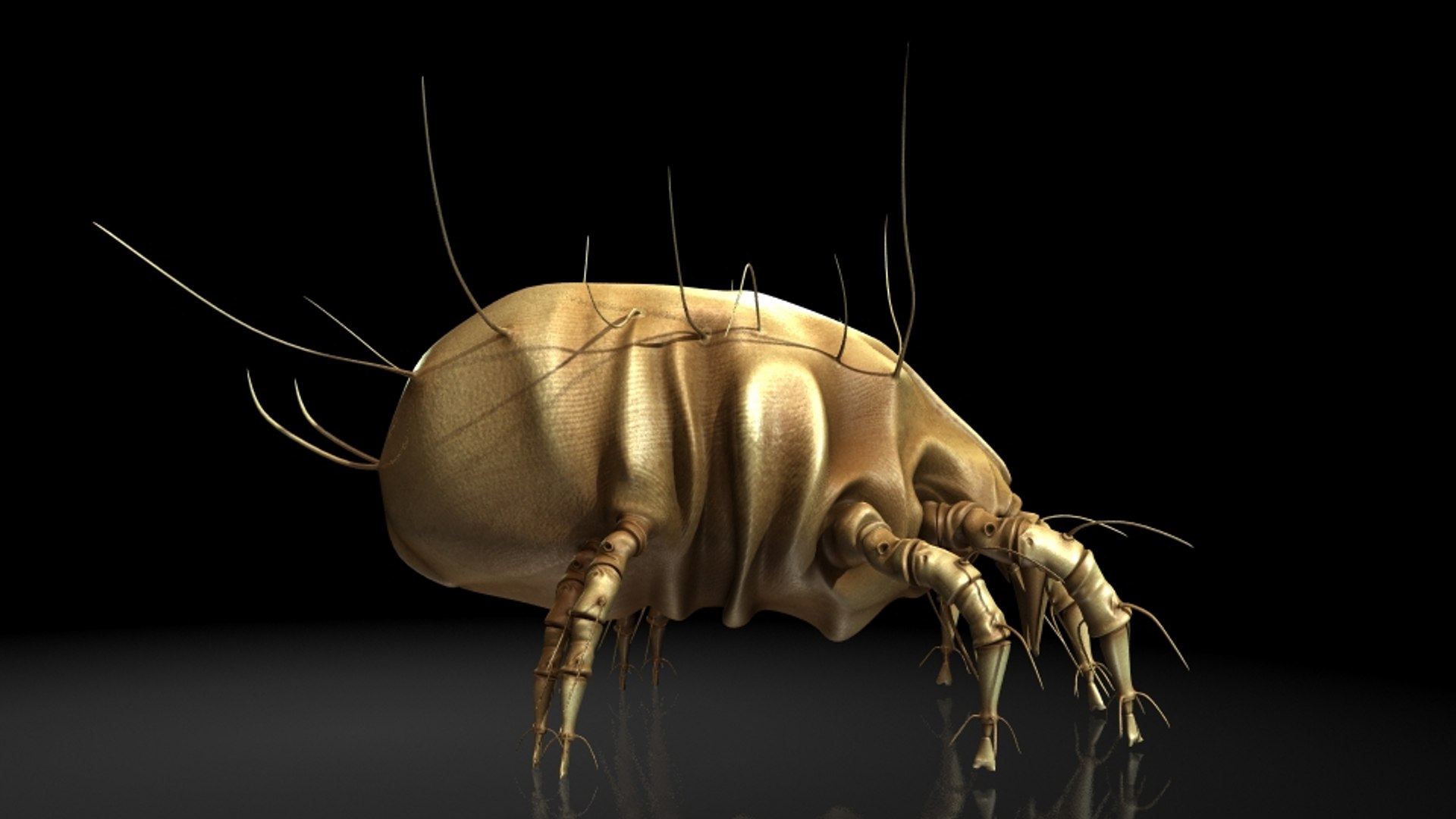 Mites insects 3D model - TurboSquid 1319722