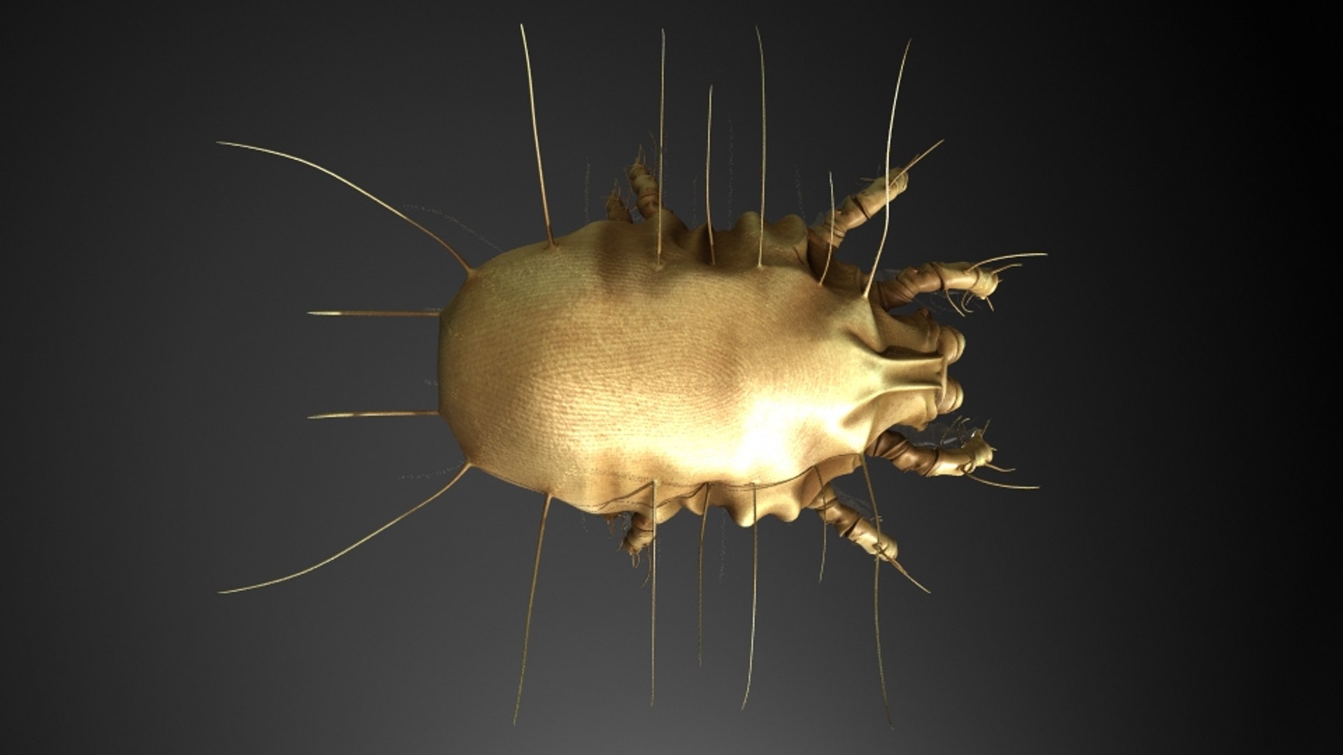 Mites insects 3D model - TurboSquid 1319722