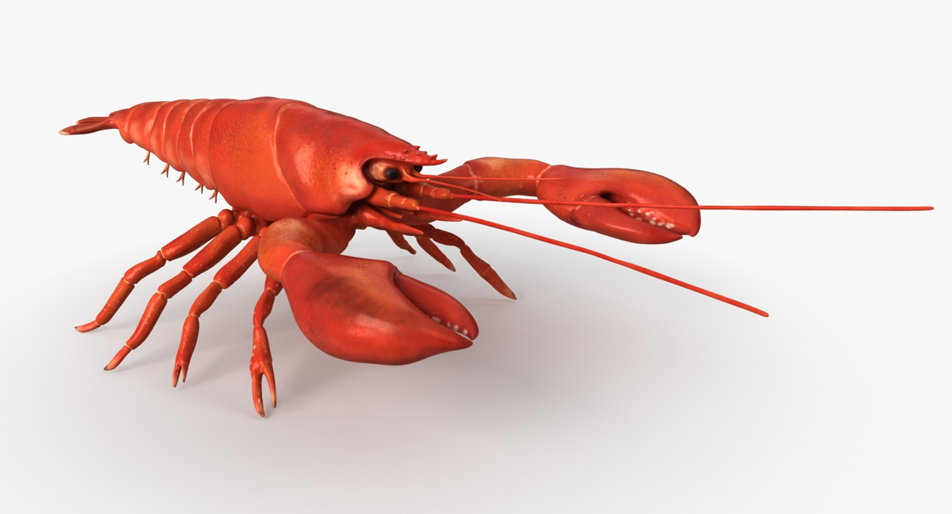 3D model lobster animation - TurboSquid 1190614