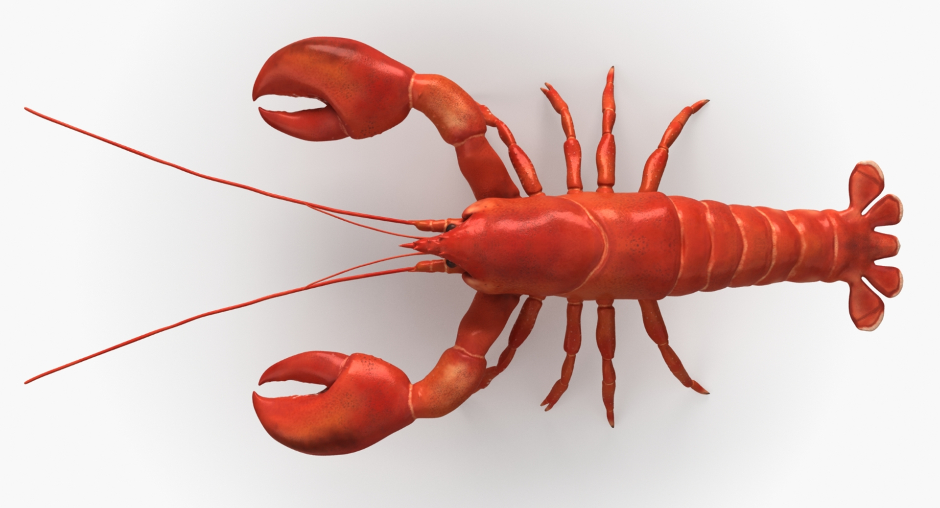 3D model lobster animation - TurboSquid 1190614