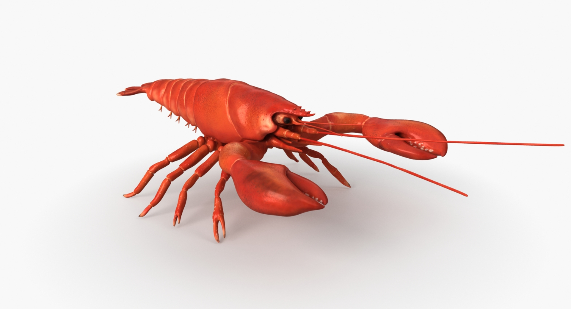 3D Model Lobster Animation - TurboSquid 1190614