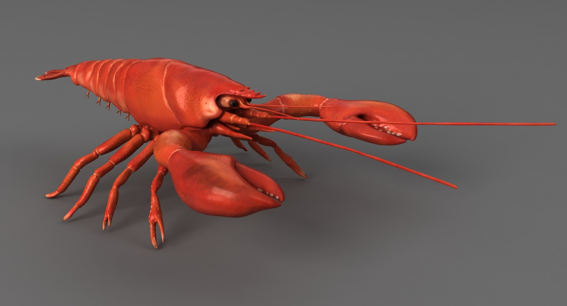 3D Model Lobster Animation - TurboSquid 1190614