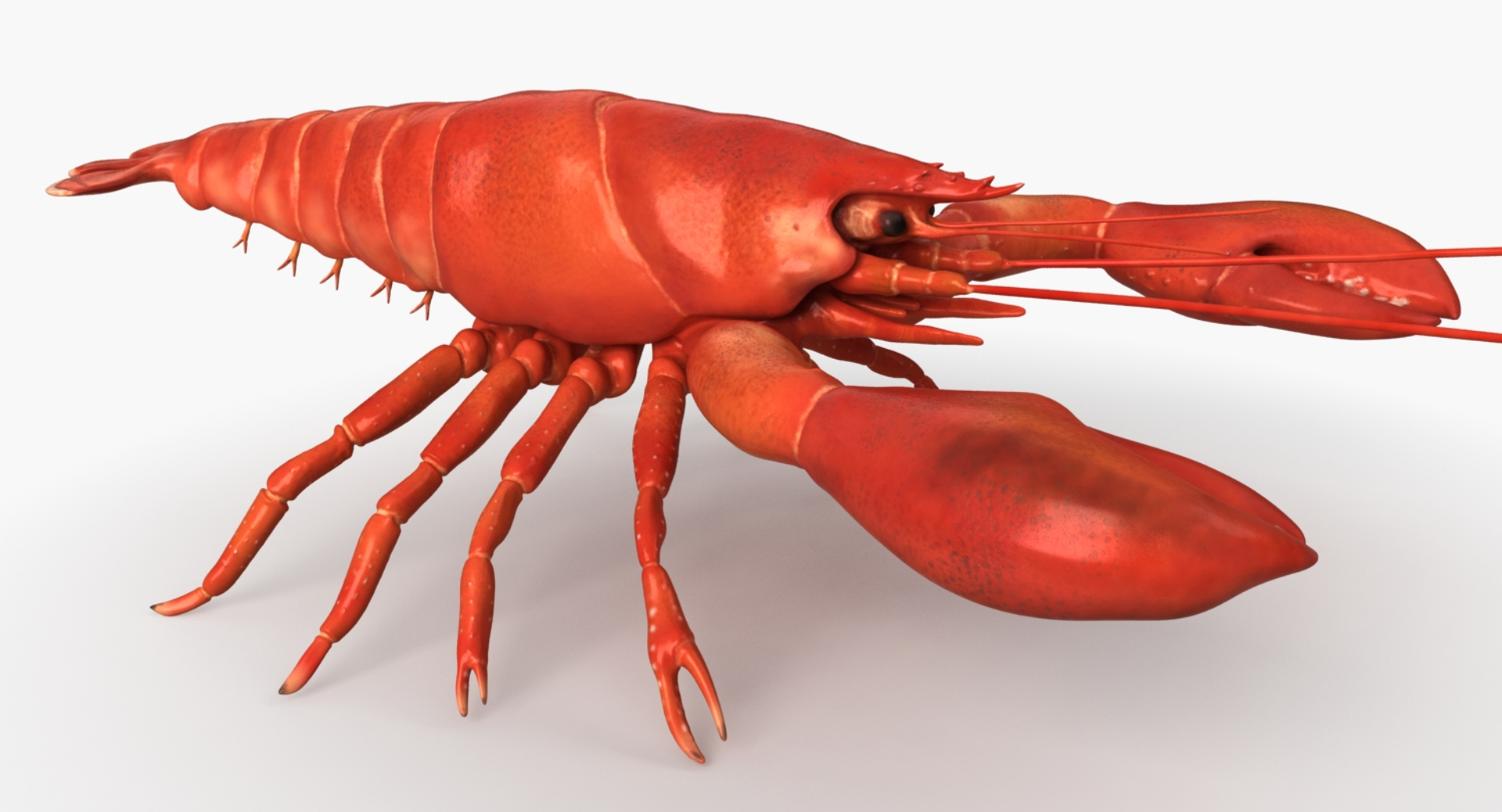 3D model lobster animation - TurboSquid 1190614