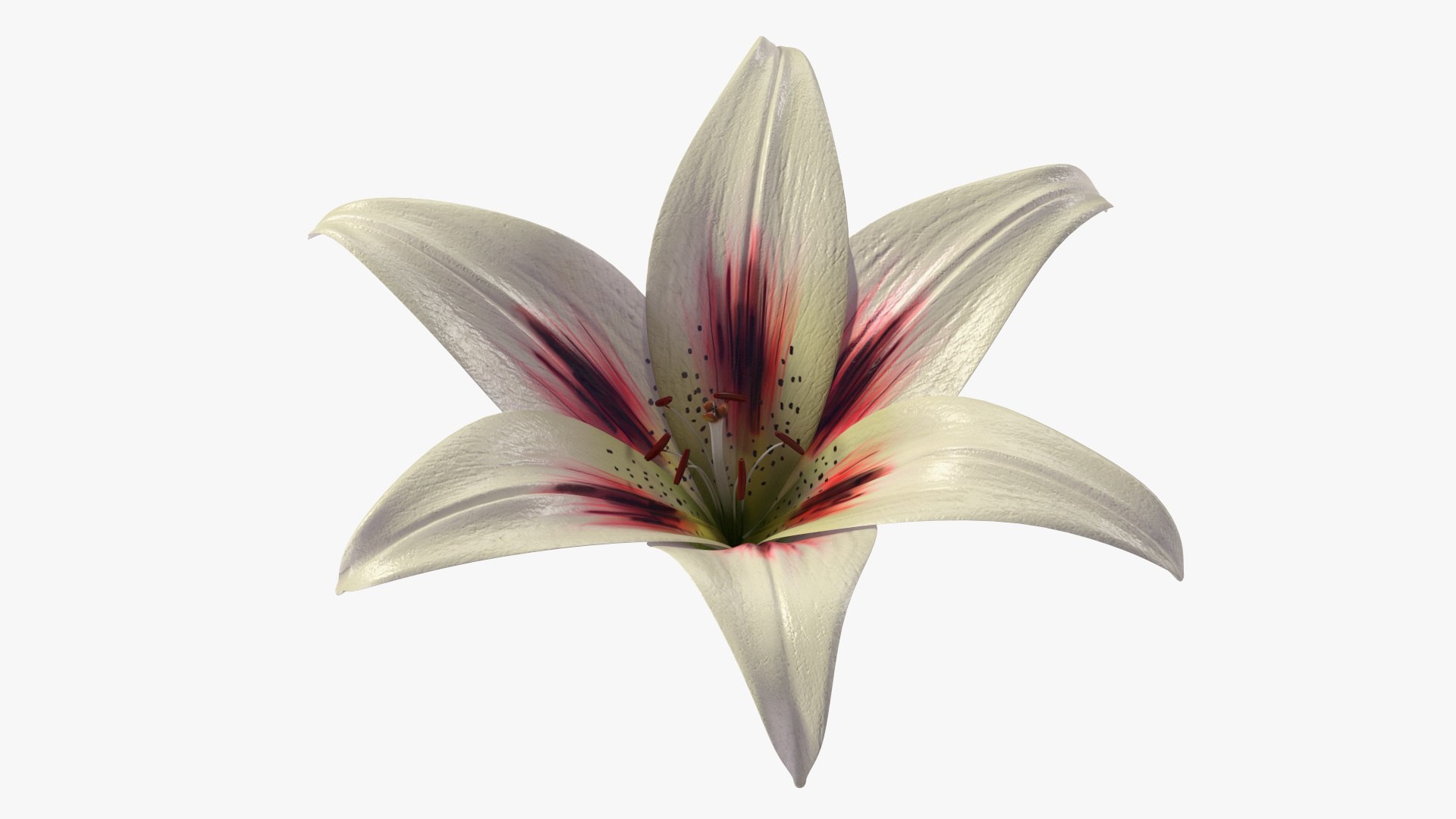 Realistic Lily Flower Model - TurboSquid 2245881