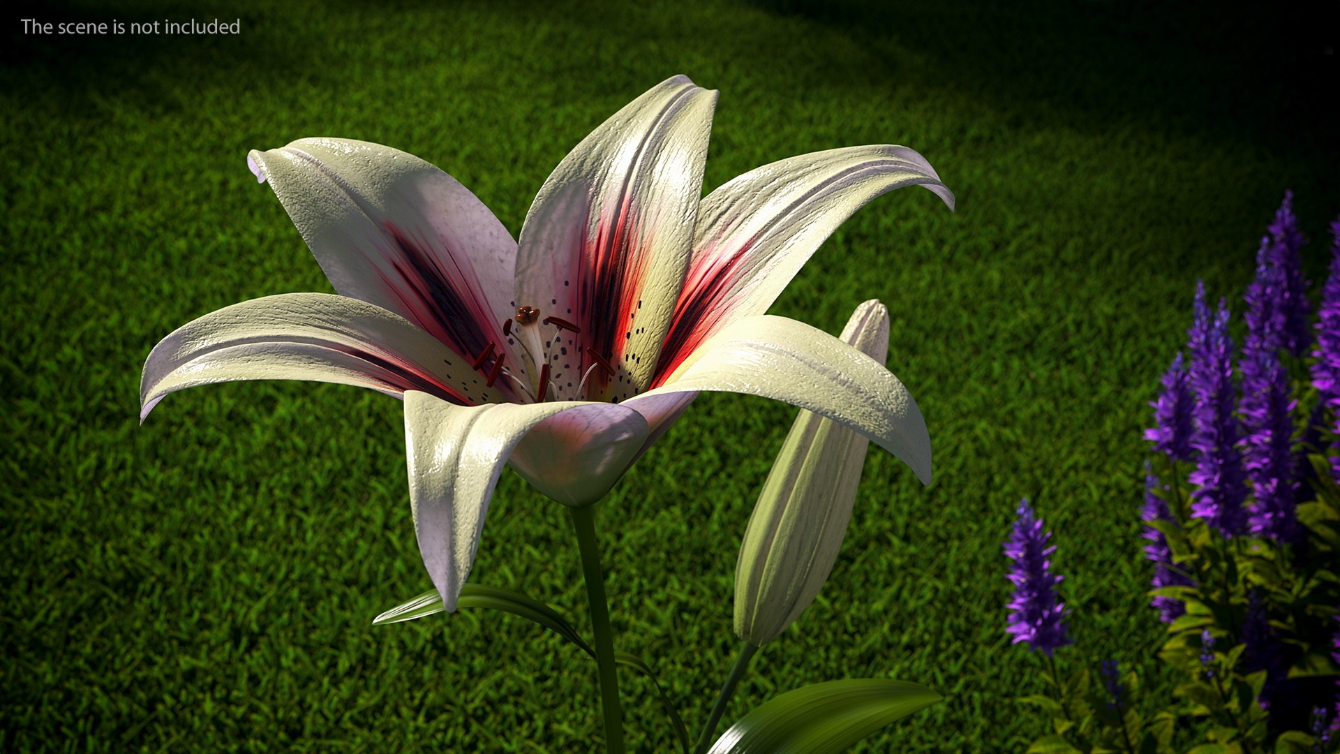 Realistic Lily Flower Model - TurboSquid 2245881