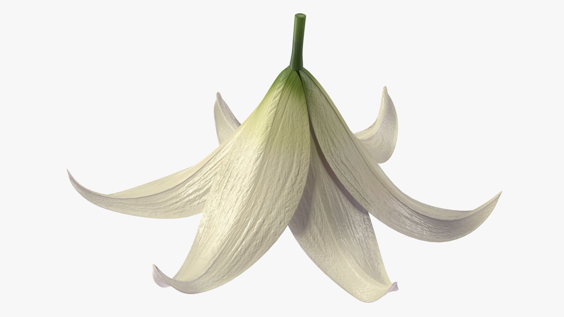 Realistic Lily Flower Model - TurboSquid 2245881