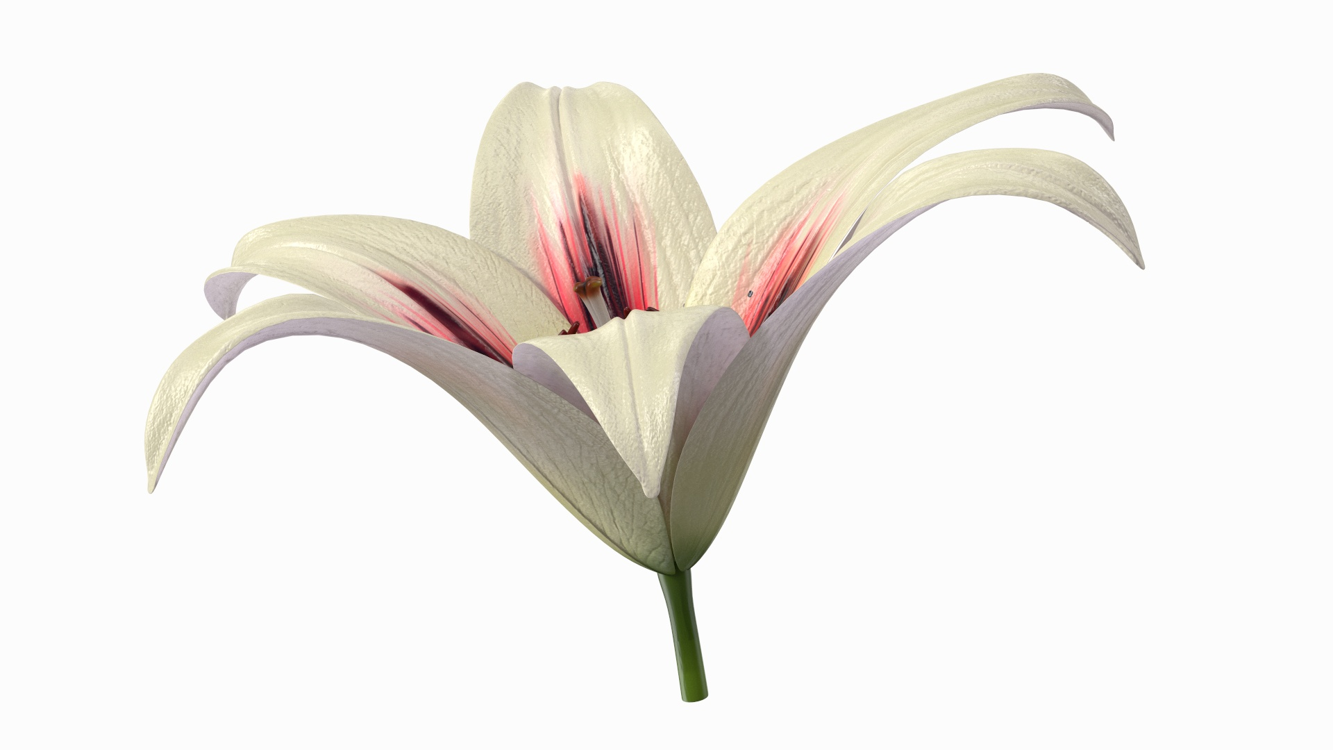 Realistic Lily Flower Model - TurboSquid 2245881