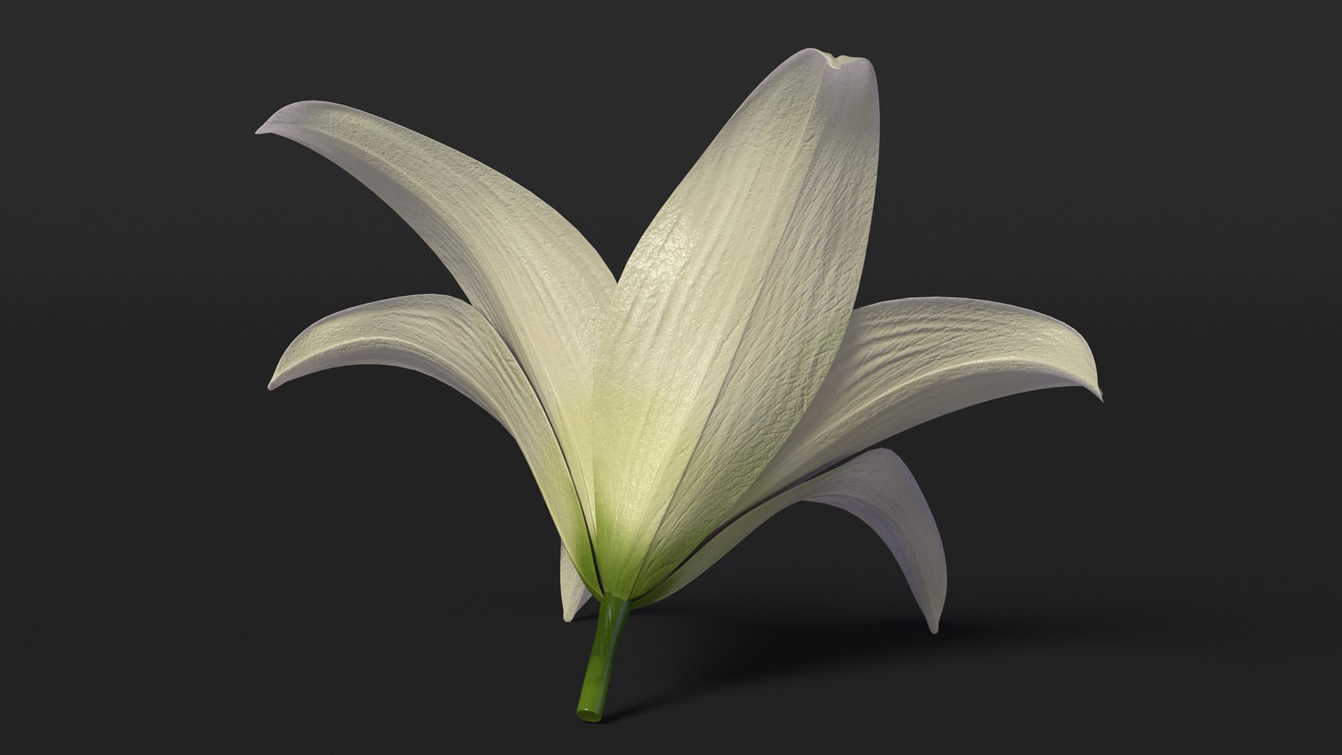 Realistic Lily Flower Model - TurboSquid 2245881