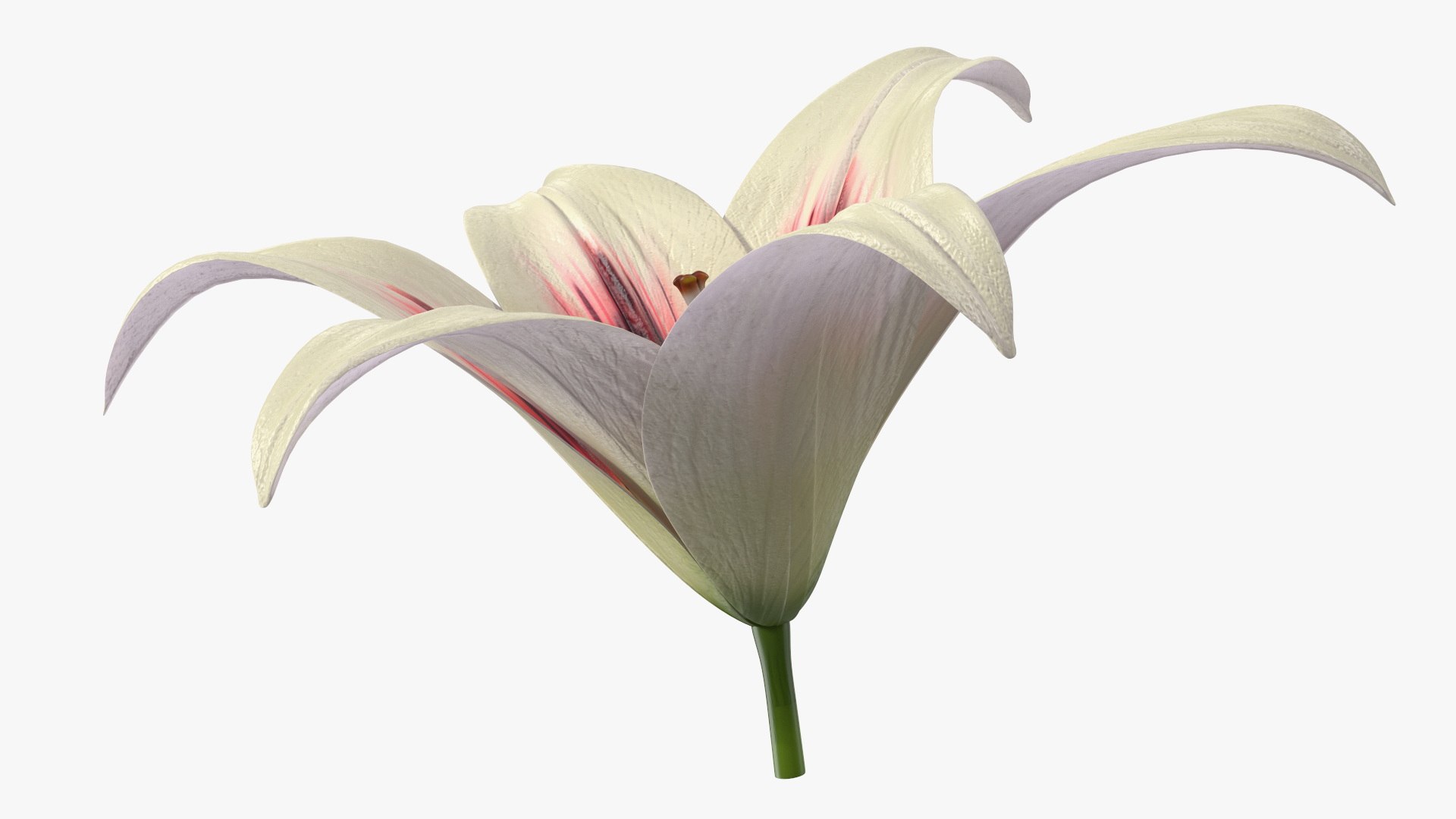 Realistic Lily Flower Model - TurboSquid 2245881