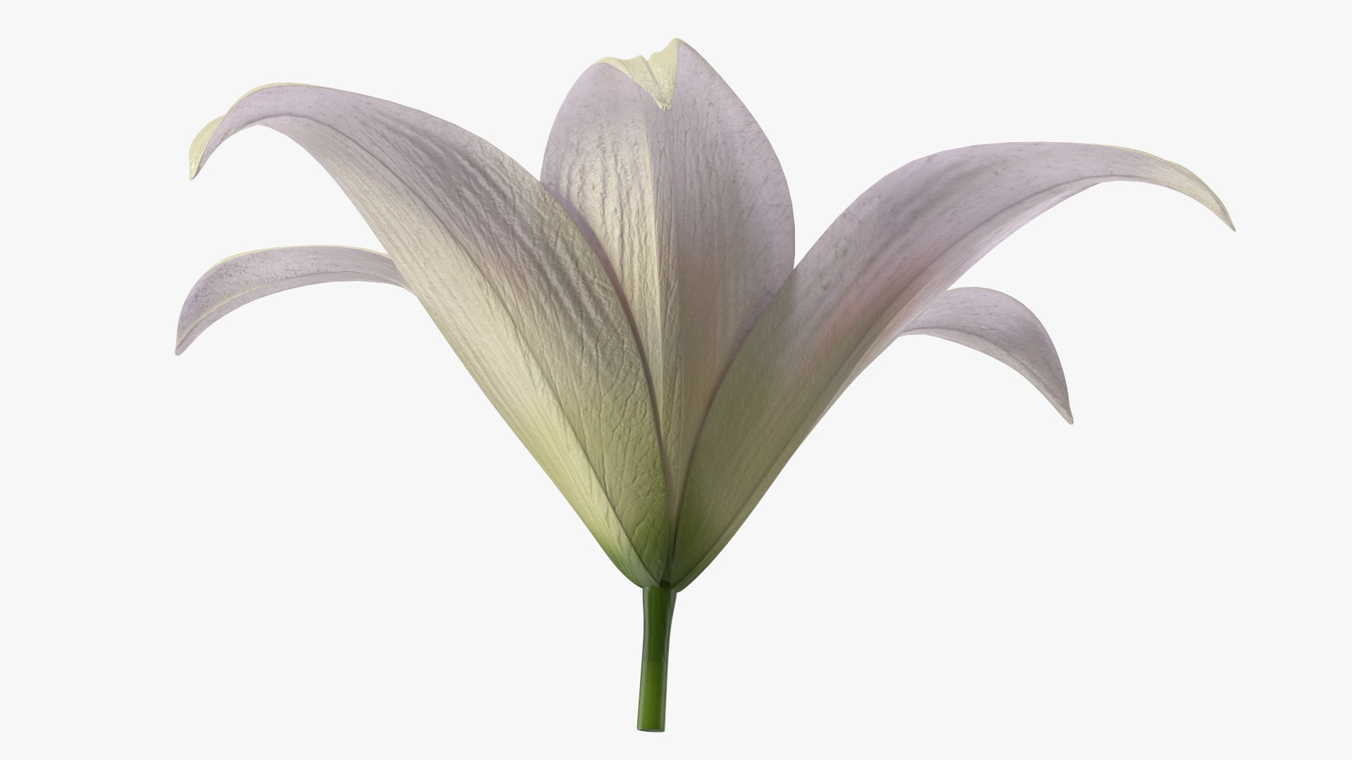 Realistic Lily Flower Model - TurboSquid 2245881