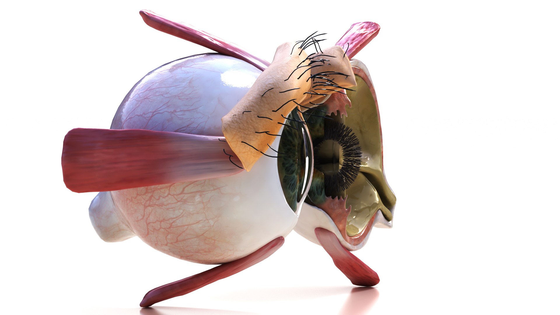 Eye Anatomy 3D - TurboSquid 2242793