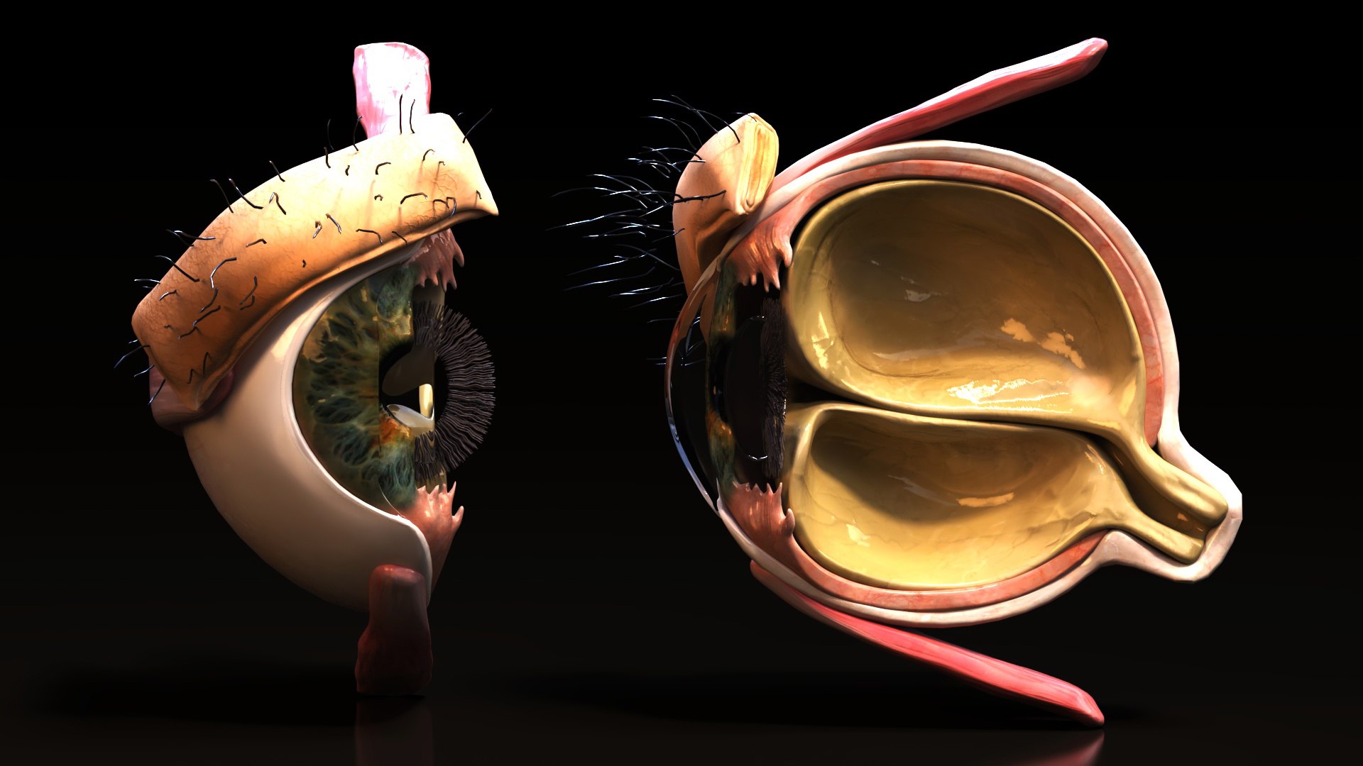 Eye Anatomy 3D - TurboSquid 2242793