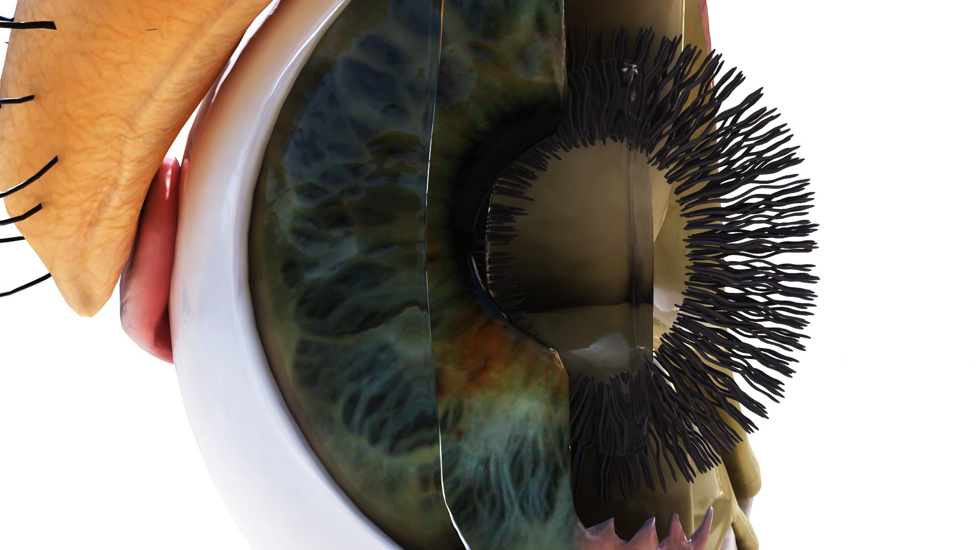 Eye Anatomy 3D - TurboSquid 2242793