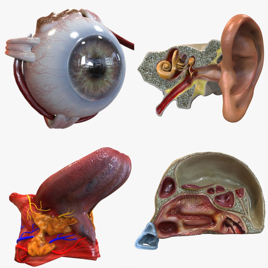 3D Human Senses - TurboSquid 1521538