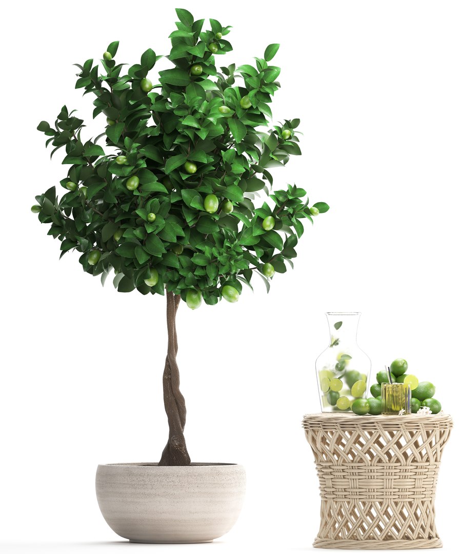 Lime Tree Lemon Fruit 3D Model - TurboSquid 1368690