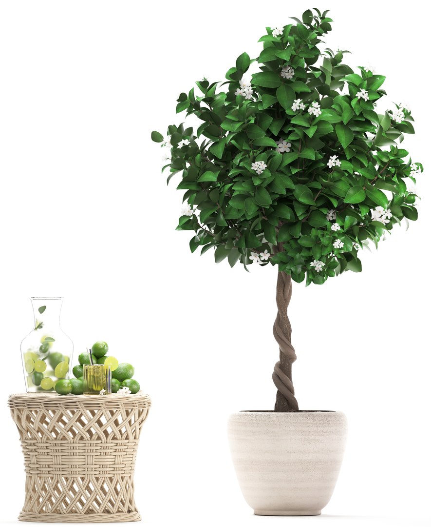 Lime Tree Lemon Fruit 3D Model - TurboSquid 1368690