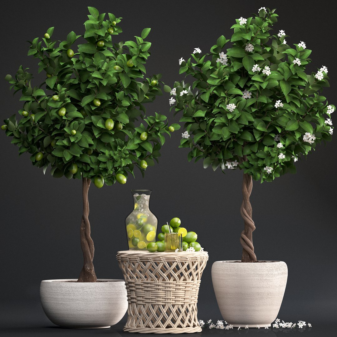 Lime Tree Lemon Fruit 3D Model - TurboSquid 1368690