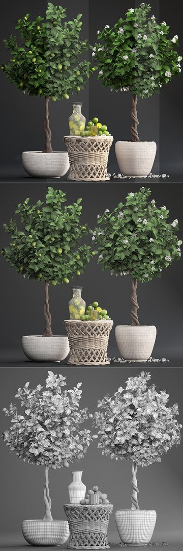 Lime Tree Lemon Fruit 3D Model - TurboSquid 1368690