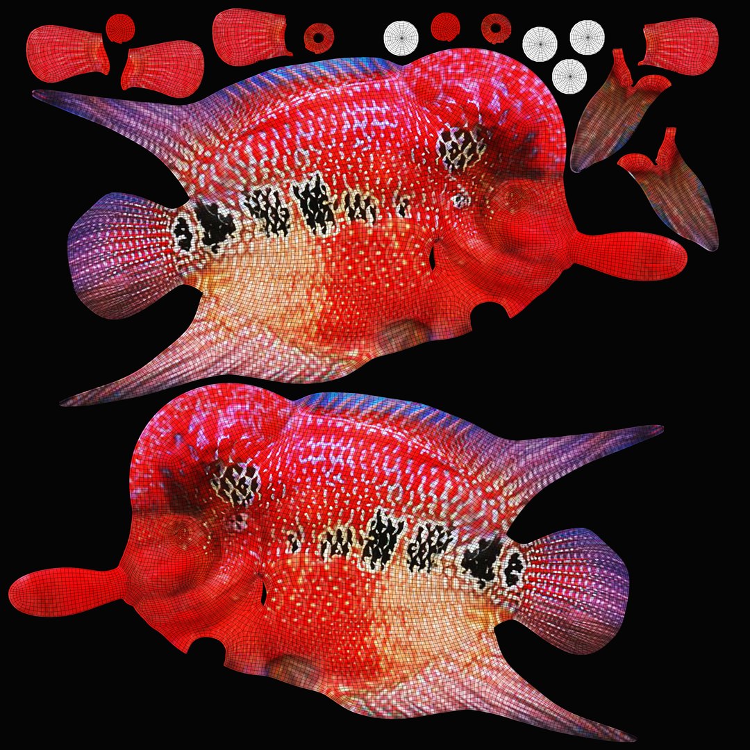 Flowerhorn Model - TurboSquid 1276786